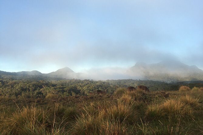 Private Tour in Horton Plains National Park & World's End Tour with Pick up - Who Should Consider This Tour?