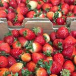 [Private Tour] Mornington Peninsula Family, Maze and Fun! - An In-Depth Look at the Itinerary