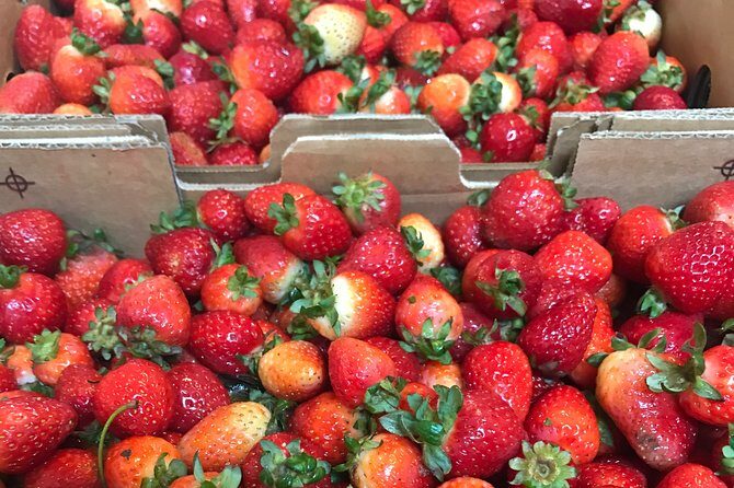 [Private Tour] Mornington Peninsula Family, Maze and Fun! - An In-Depth Look at the Itinerary
