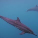 Private tour observing and swimming with humpback whales in Moorea - Why This Tour Is Worth Considering