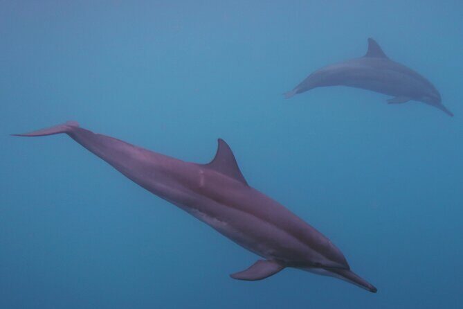 Private tour observing and swimming with humpback whales in Moorea - Why This Tour Is Worth Considering