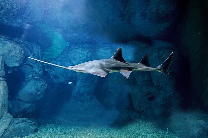 Private Tour of Shanghai Ocean Aquarium, Longhua Temple and Oriental Peal Tower - Who Will Love This Tour?