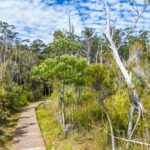 Private Tour of Tahune Airwalk and Hastings Caves from Hobart - What the Tour Offers