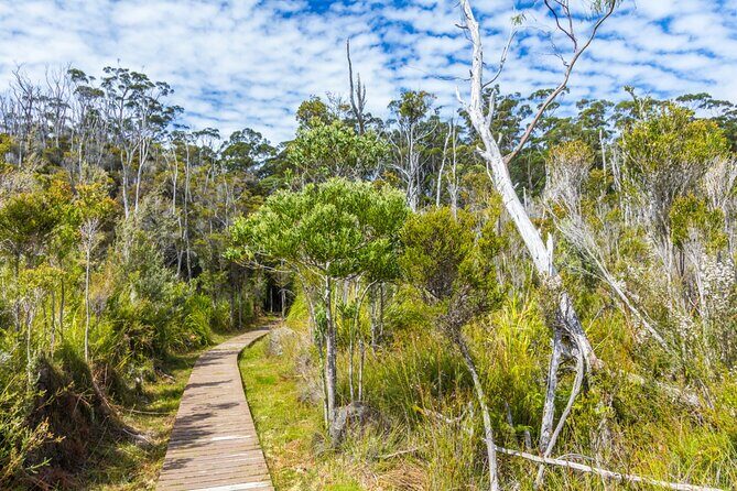 Private Tour of Tahune Airwalk and Hastings Caves from Hobart - What the Tour Offers