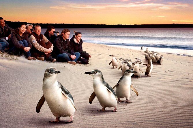 [Private Tour] Penguin Parade Phillip Island Tour. - What Makes This Tour Stand Out?