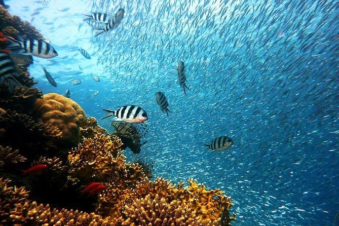 Private Tour: Tioman Island (Sribuat) Reef Snorkel & Summit Hike from Singapore - Who Will Enjoy This Tour?
