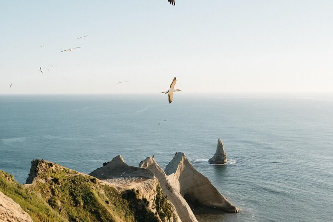 Private tour to Cape Kidnappers Gannet Colony - Practical Details and Considerations