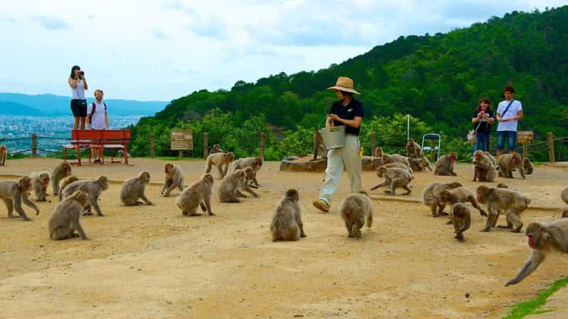 Private Tour to Monkey Park and Arashiyama Highlights - An In-Depth Look at the Tour