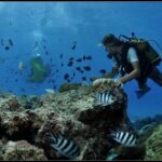 Private Tour: Underwater Scooter Bora Bora - Practical Tips for Future Participants