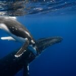 Private tour whale watching and snorkeling in Moorea - Private Boat and Customization