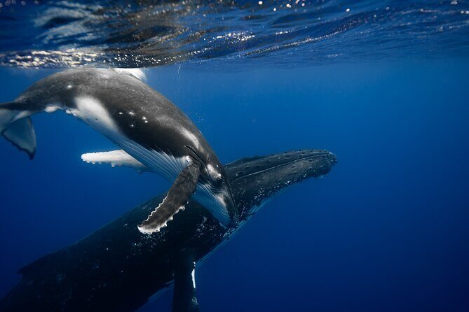 Private tour whale watching and snorkeling in Moorea - Private Boat and Customization