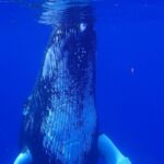 Private Tour Whale Watching - Half Day - The Realities: Pros and Cons
