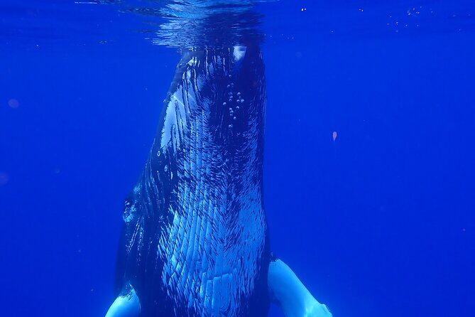 Private Tour Whale Watching - Half Day - The Realities: Pros and Cons