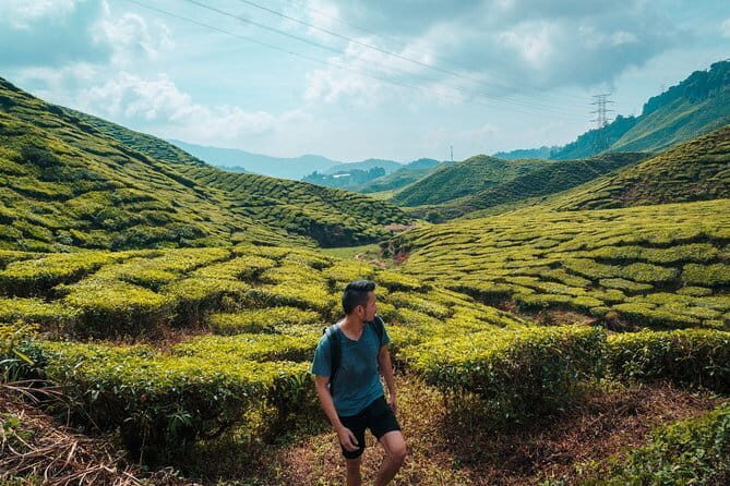 Private Transfer : National Park Kuala Tahan to Cameron Highlands - What to Expect During the Transfer