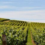 Private West Tamar Wine Tour - Itinerary Breakdown: What to Expect