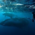 Private Whale Outing on the Tahiti Peninsula - Who Will Love This Tour?