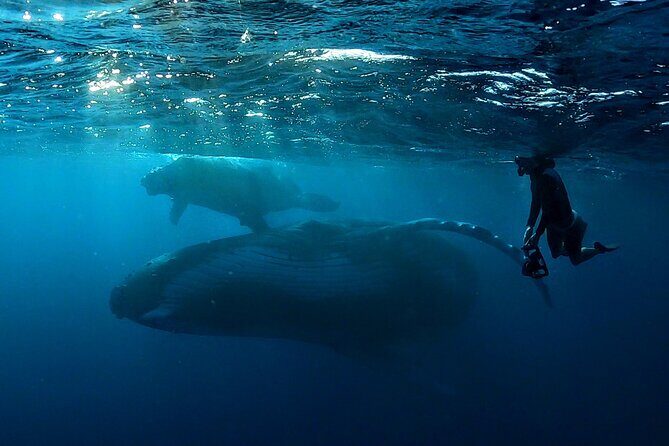 Private Whale Outing on the Tahiti Peninsula - Who Will Love This Tour?