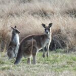 Private Wildlife Tour Wombats Kangaroos and Waterfalls - The Practicalities: What’s Included and What’s Not