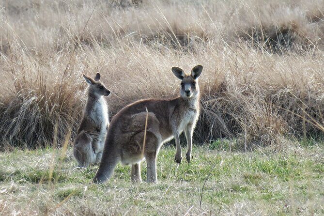 Private Wildlife Tour Wombats Kangaroos and Waterfalls - The Practicalities: What’s Included and What’s Not
