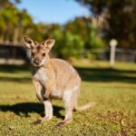 Private Wildlife Waterfalls and Wine Day Tour from Sydney - Final Thoughts: Who Will Love This Tour?