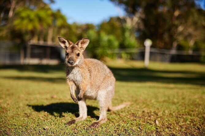 Private Wildlife Waterfalls and Wine Day Tour from Sydney - Final Thoughts: Who Will Love This Tour?
