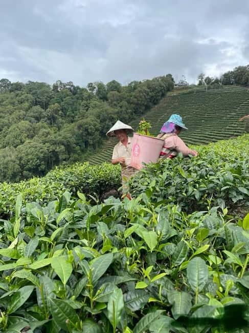 Puer Tea Picking and Tasting | 3-4 Hour Morning Trip - Who Should Consider This Tour?