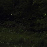 Puerto Princesa: Firefly Watching Bay Cruise with Dinner - What Travelers Say