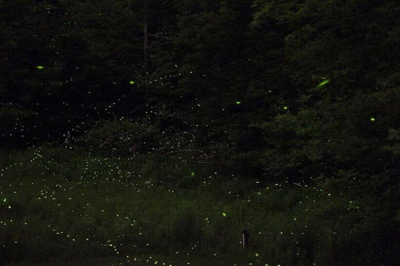 Puerto Princesa: Firefly Watching Bay Cruise with Dinner - What Travelers Say