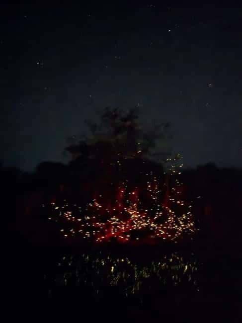 Puerto Princesa: Firefly Watching Tour with Dinner - Final Thoughts on Value and Suitability
