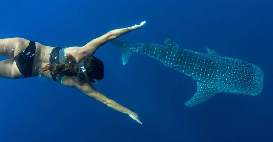 Puerto Princesa: Swim with Whale Sharks Boat Cruise - Who Is This Tour Best For?