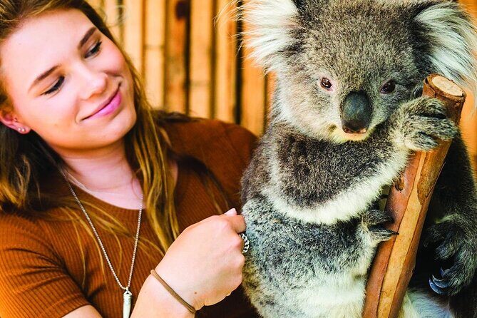 Puffing Billy Escapade and Moonlit Sanctuary Wildlife Magic - The Practical Side: Pricing, Booking, and What’s Not Included