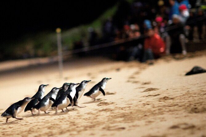 Puffing Billy Tour and Penguin Parade from Melbourne - Value for Money