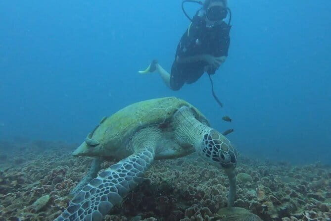 Pulau Perhentian Diving for Beginners - Transportation and Timing