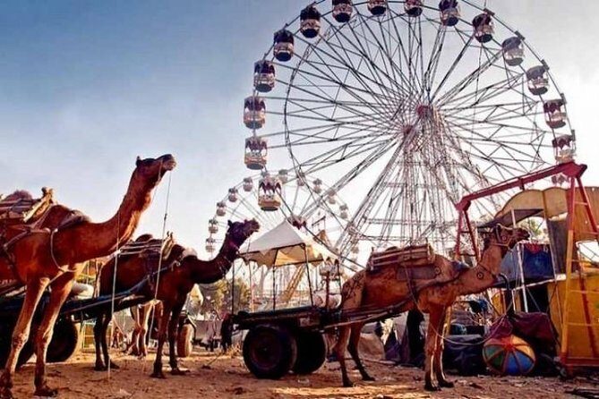 Pushkar Fair Festival - Analyzing the Value