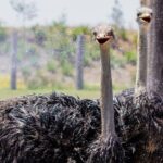 PVT Guided Tour: Sydney Opera House and Featherdale Wildlife Park - Practical Tips and Insights
