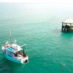 Queenscliff: 1.5hr Harbour Wildlife Sightseeing Cruise Tour - An In-Depth Look at the Queenscliff Wildlife Cruise