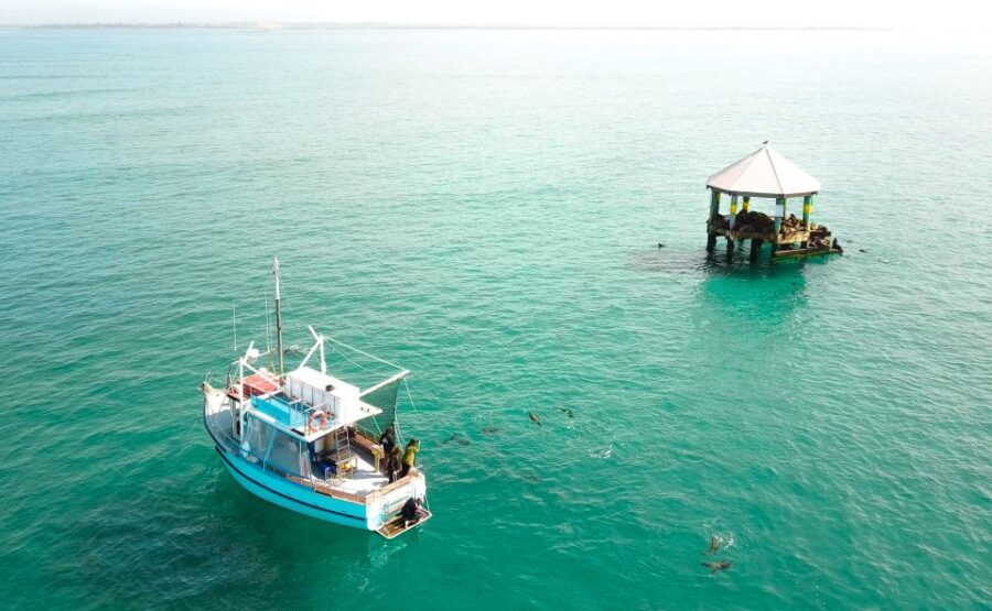 Queenscliff: 1.5hr Harbour Wildlife Sightseeing Cruise Tour - An In-Depth Look at the Queenscliff Wildlife Cruise