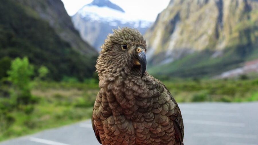 Queenstown: Milford Sound Small-Group Tour w Cruise & Lunch - The Itinerary: What to Expect
