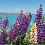 Queenstown to Lake Tekapo via Mt Cook One-Way Small Group Tour - What to Expect from This Tour