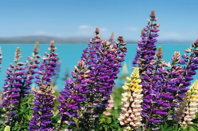 Queenstown to Lake Tekapo via Mt Cook One-Way Small Group Tour - What to Expect from This Tour