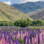 Queenstown to Mt Cook guided overnight tour - The Sum Up