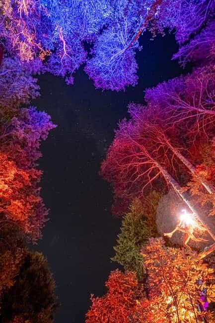 Queenstown: Whimsical Sensory Night Walk at LUMA Enchanted - What to Expect During Your Night Walk
