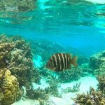 Raiatea-Tahaa Snorkeling in our beautiful Coral Garden - Practical Information and Tips