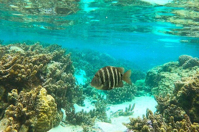 Raiatea-Tahaa Snorkeling in our beautiful Coral Garden - Practical Information and Tips