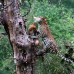 Rajasthan: Ranthambore National Park Safari - Who Should Consider This Safari