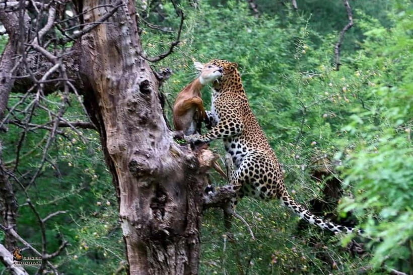 Rajasthan: Ranthambore National Park Safari - Who Should Consider This Safari