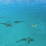 Rangiroa: Blue Lagoon, Bird Island, and Coral Garden Tour - Who Should Consider This Tour?