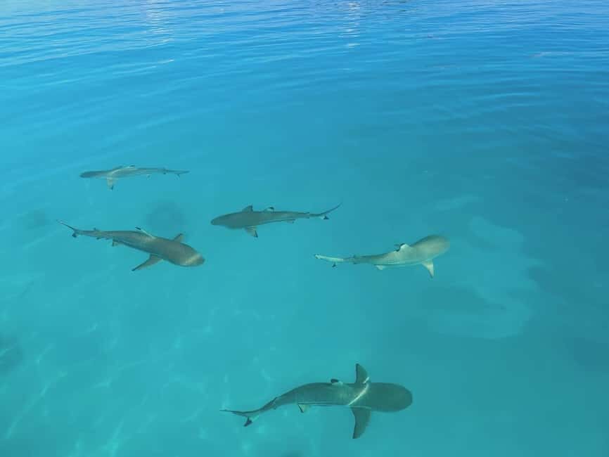 Rangiroa: Blue Lagoon, Bird Island, and Coral Garden Tour - Who Should Consider This Tour?