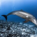 Rangiroa Fun Certified Scuba dive - Summary: Who Should Consider This?