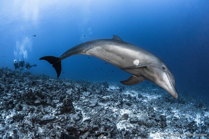Rangiroa Fun Certified Scuba dive - Summary: Who Should Consider This?